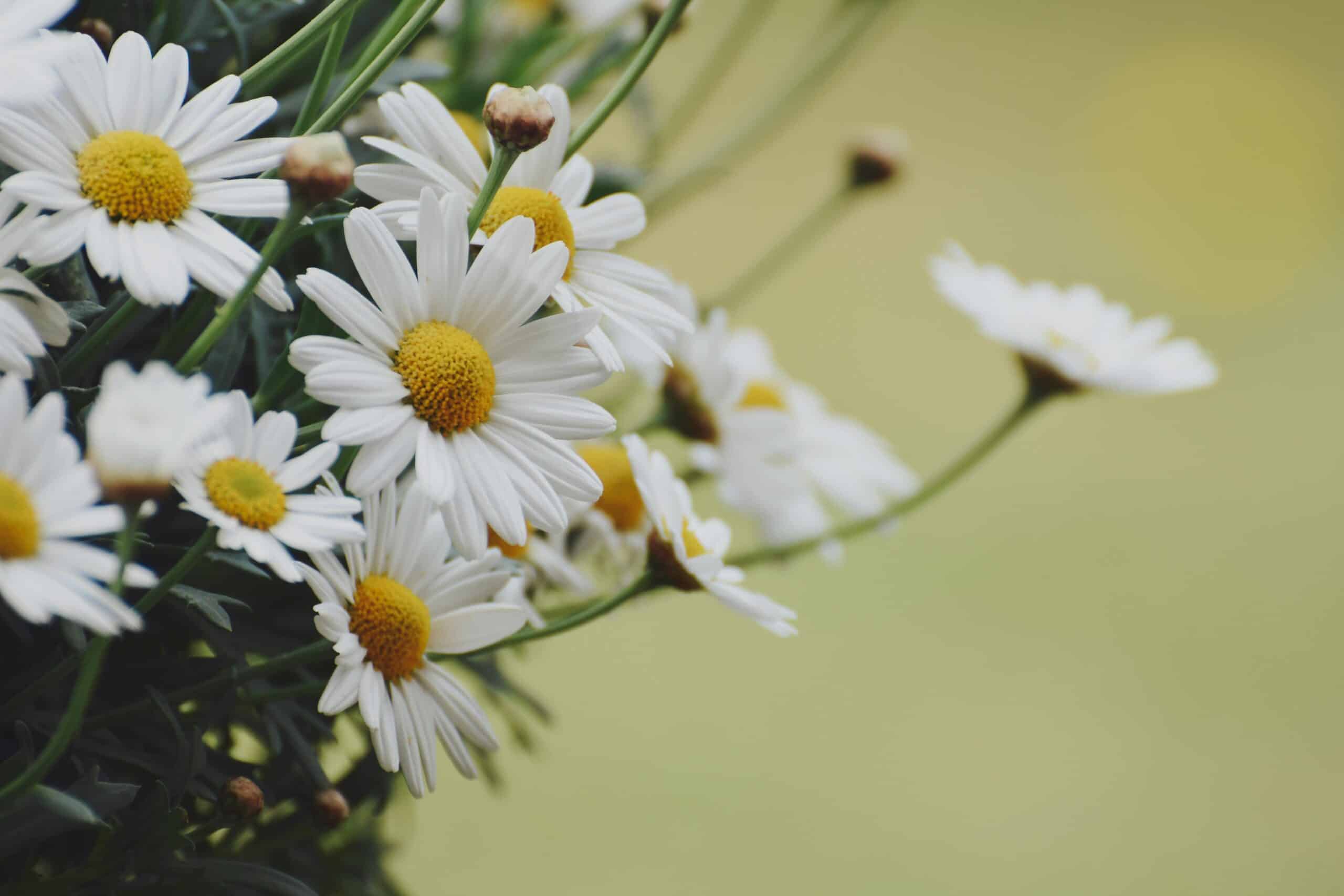 Mastering Panic Attacks: Effective Calming Strategies - ReachLink