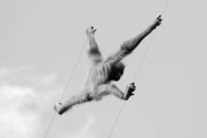 Flying Monkeys After Narcissistic Abuse: How to Stop Them